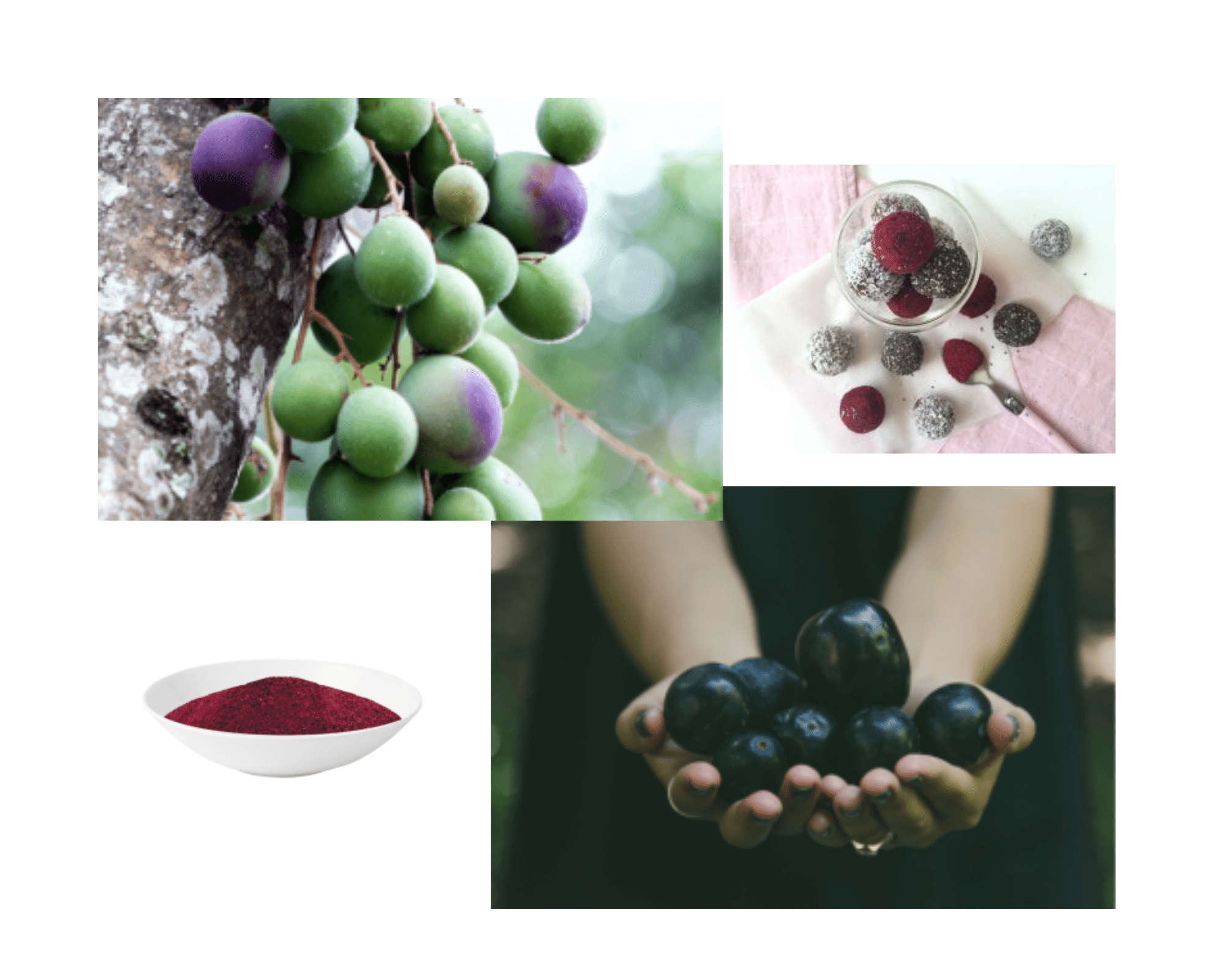 Freeze Dried Davidson Plum - 80g – Aus Superfood Co