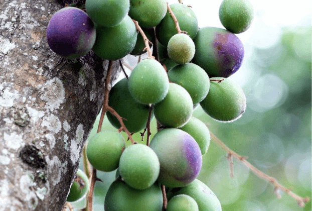 Freeze Dried Davidson Plum - 1kg – Aus Superfood Co