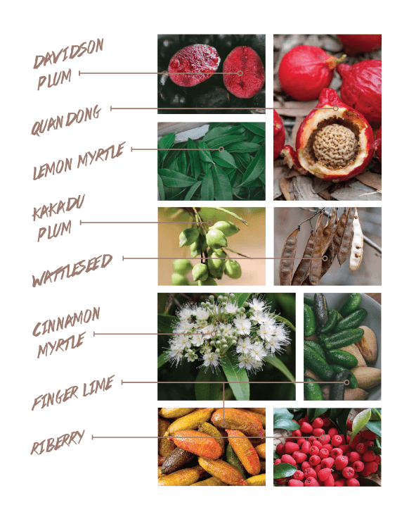 The Australian Superfood Co – Aus Superfood Co